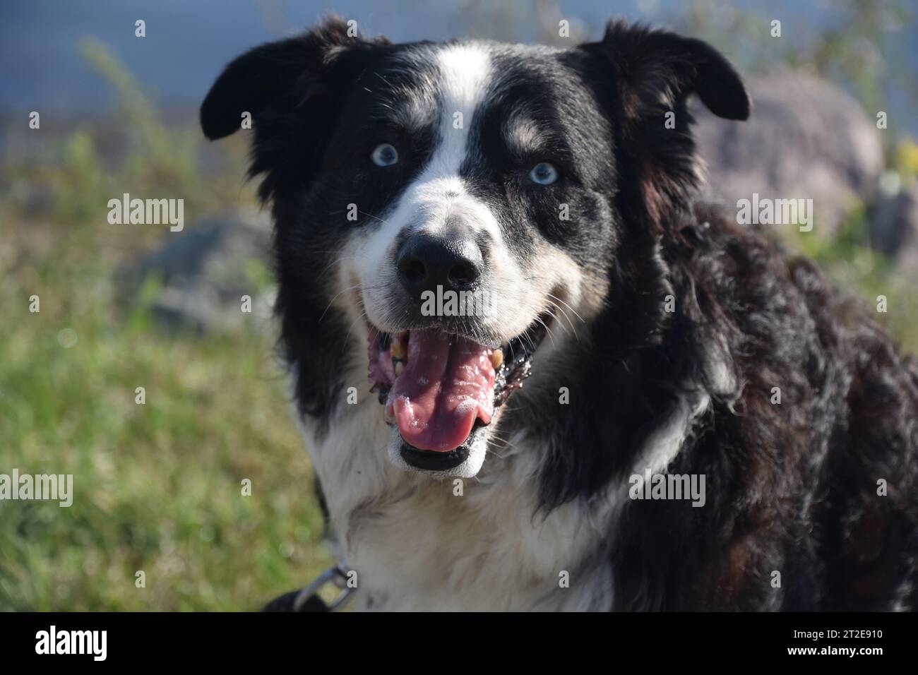 Beautiful blue eyed Australian Shepherd dog with a happy face Stock ...