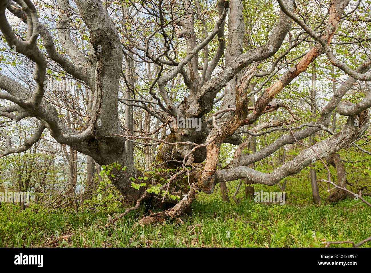 Enchanting Fairy Tale Tree Amidst Magical Woodland Stock Photo - Alamy
