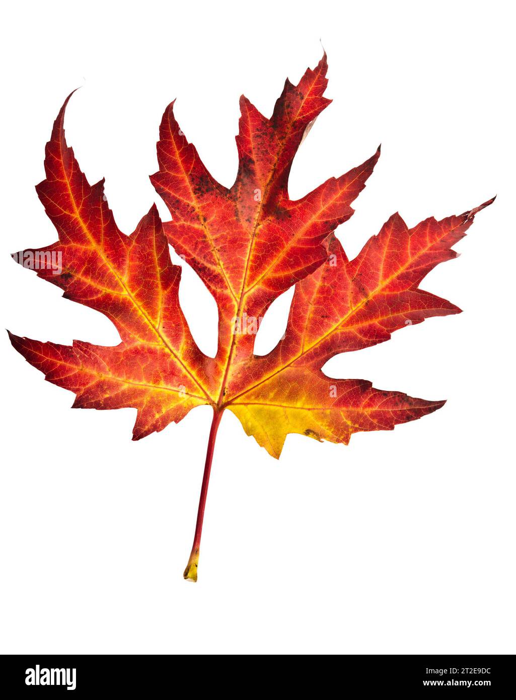 Red fall leaf hi-res stock photography and images - Alamy