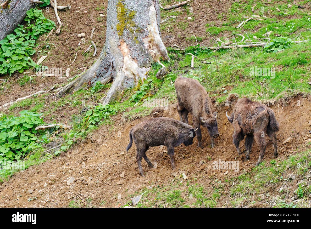 European bison in the enclosure at the bison breeding farm in Muczne ...