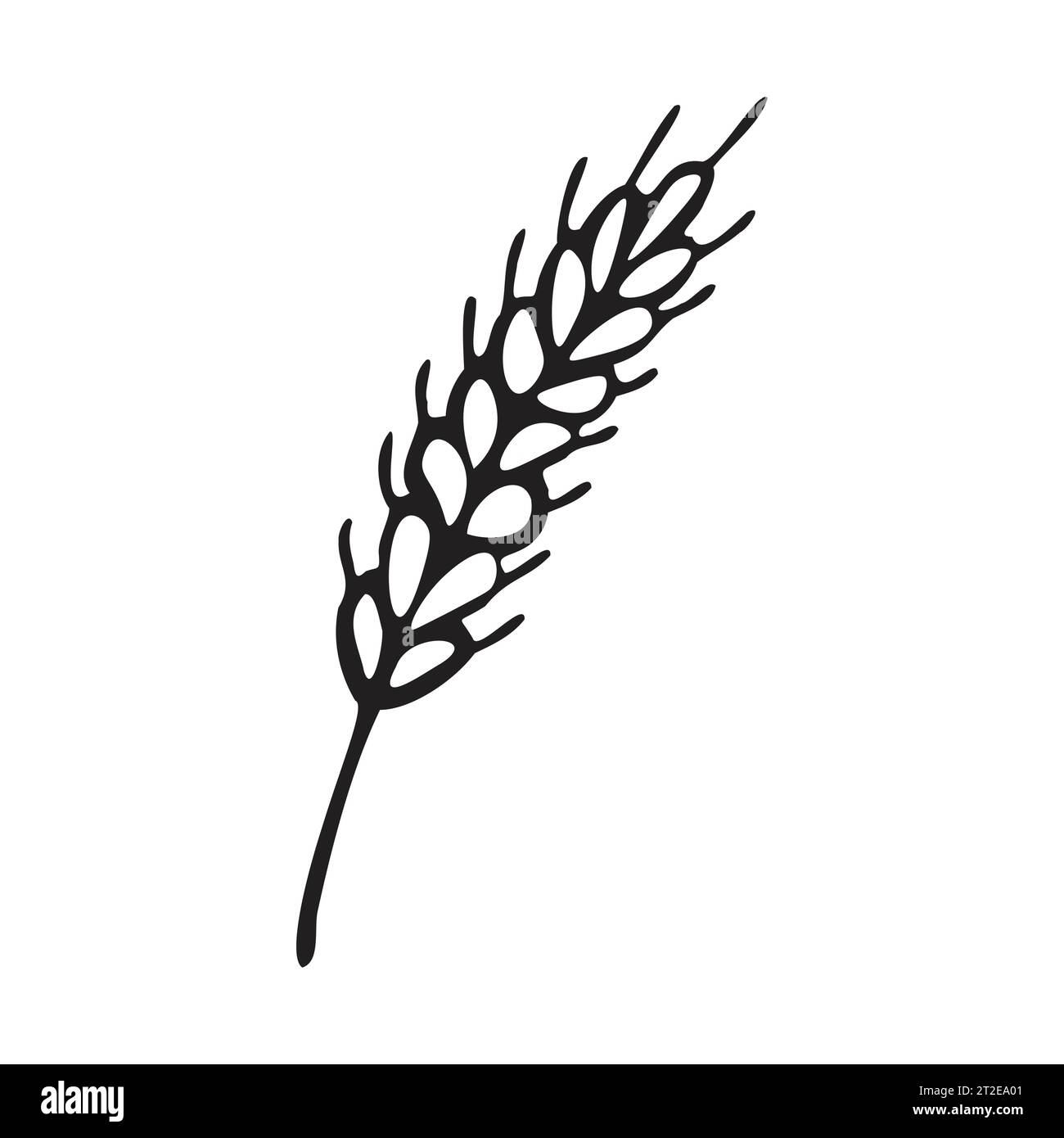 Spikelet of wheat in doodle style. Simple black and white sketch of ...