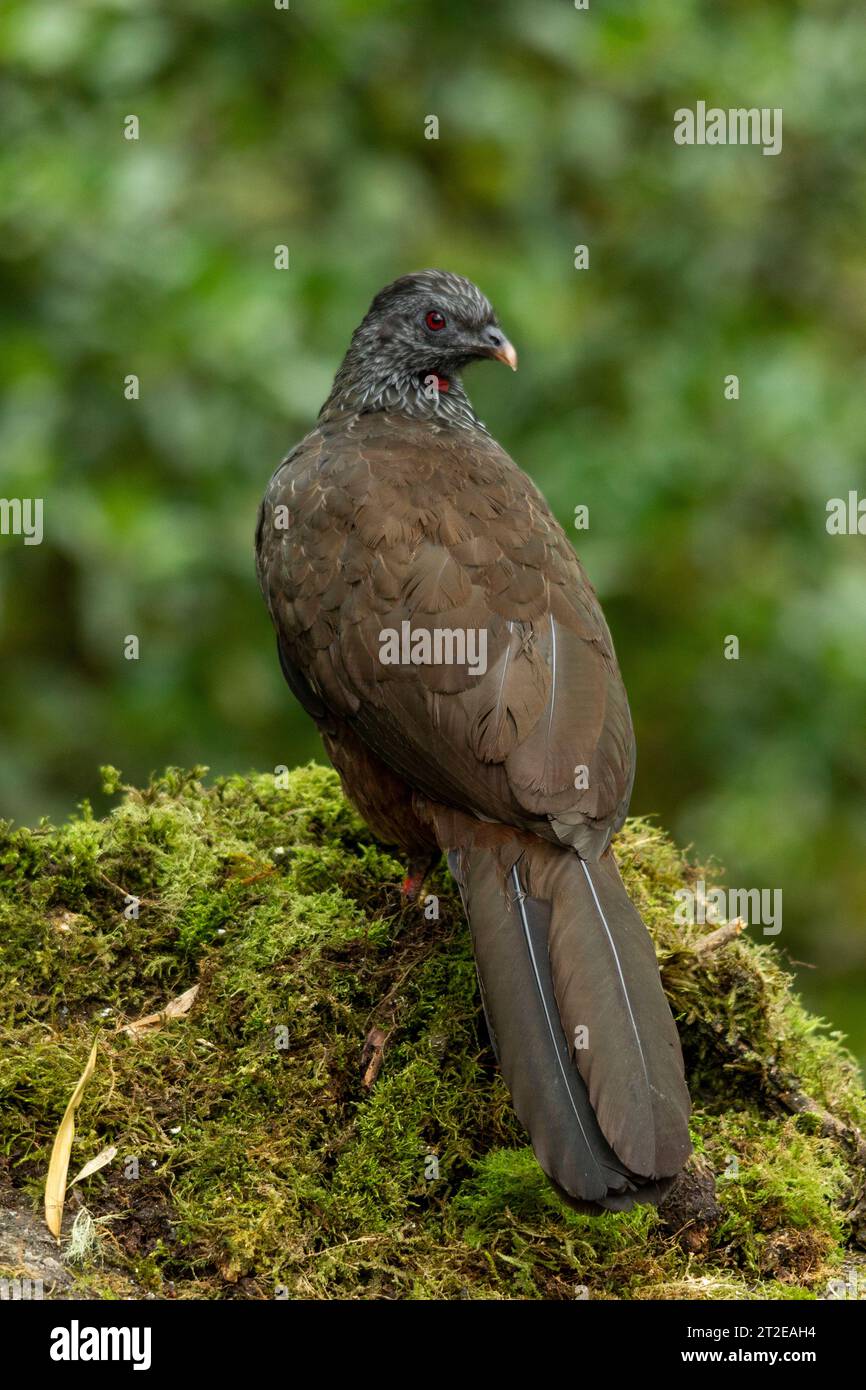 Andean Guan (Penelope montagnii) perched on tree branch, back view ...