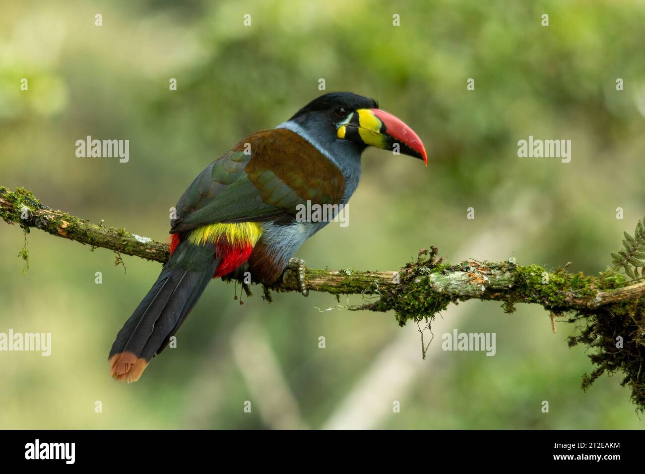 Gray-breasted Mountain-Toucan (Andigena hypoglauca) perching on mossy ...