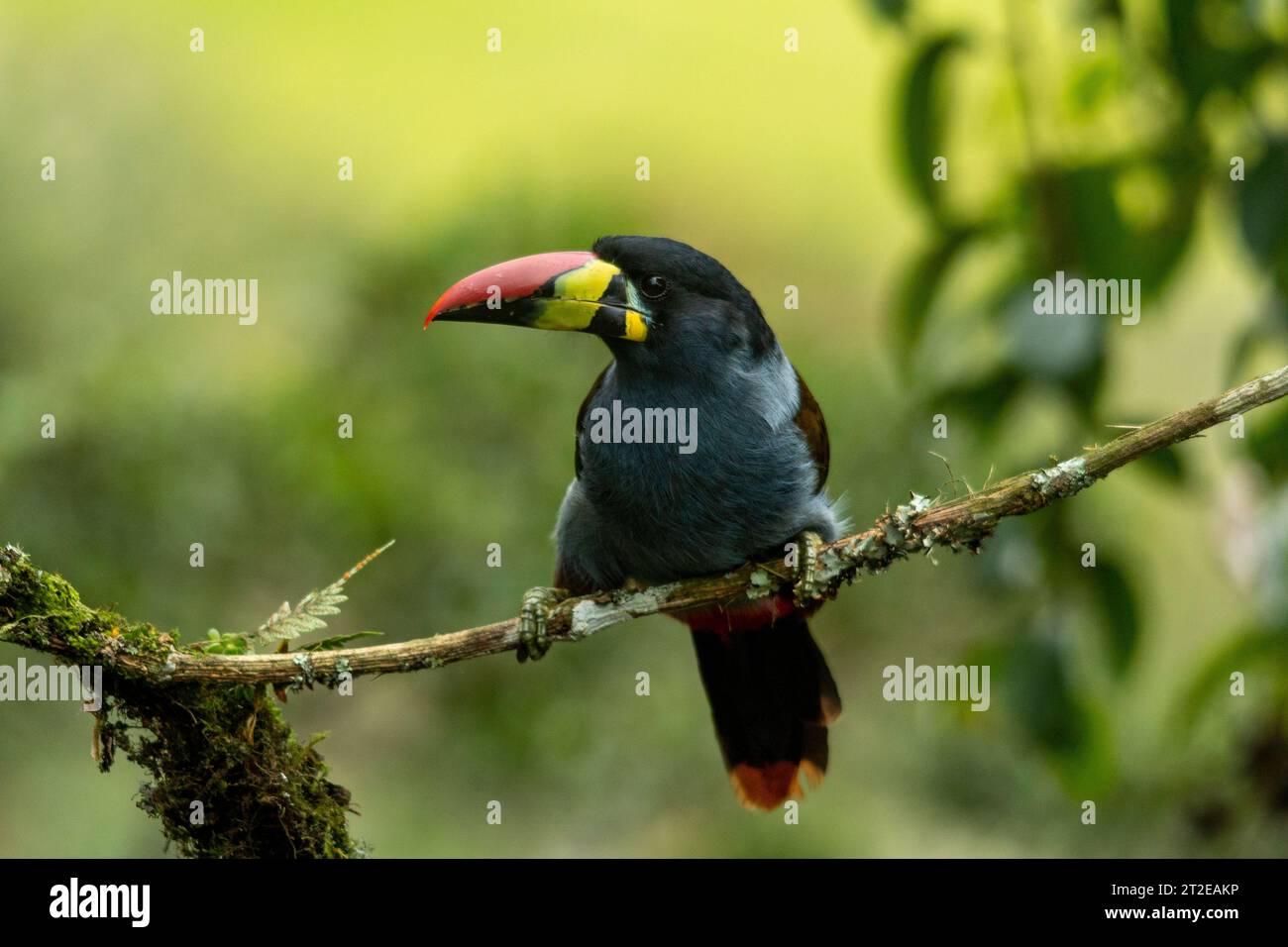 Tropical rainforest birds hi-res stock photography and images - Alamy