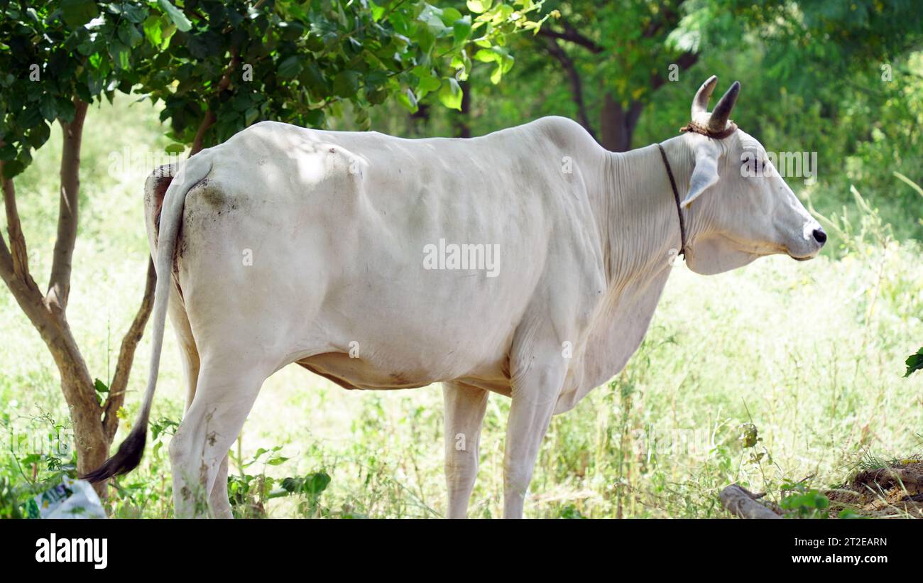 Indian Gir cow eating grass at the field Stock Photo - Alamy