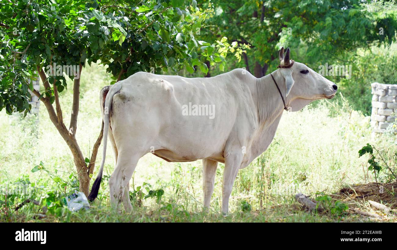 Indian Gir cow eating grass at the field Stock Photo - Alamy
