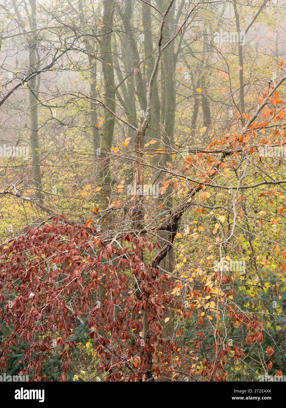 Rectory woods hi-res stock photography and images - Alamy