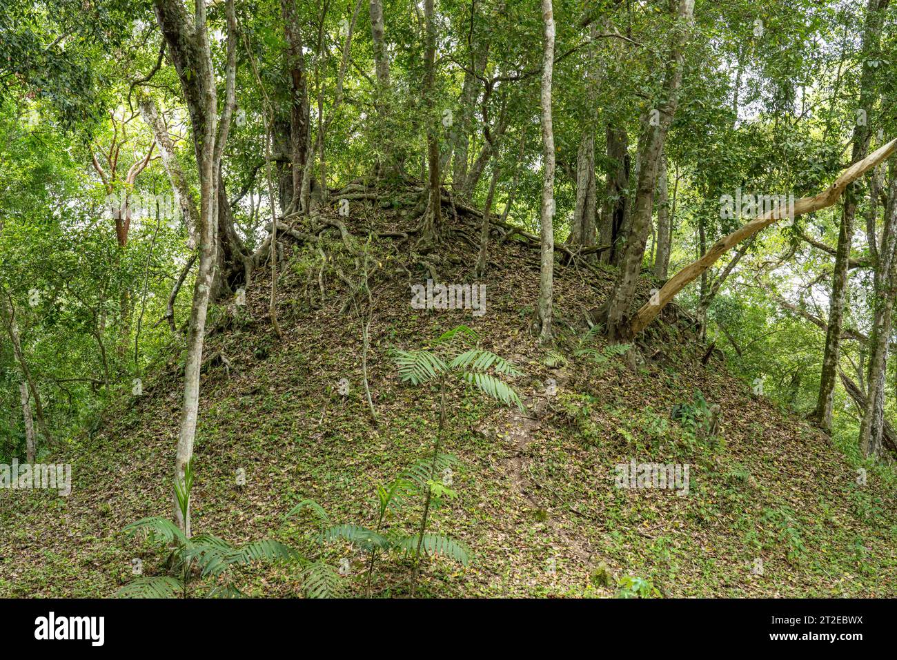 Trees grow on the unexcavated ruin mounds in the Mayan ruins in Yaxha ...