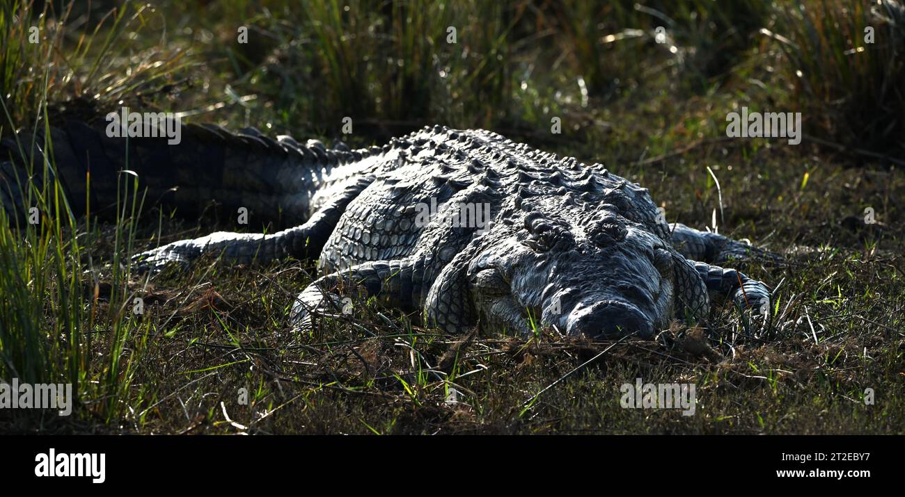 huge crocodile lying in the grass with its skin shining in the sun from ...