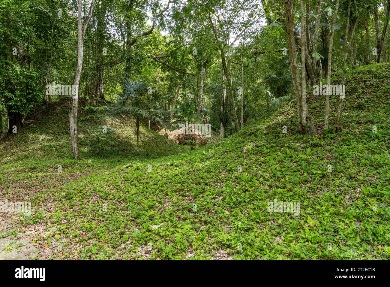 Trees growing on the mounds of unexcavated ruins in the Mayan ruins in ...