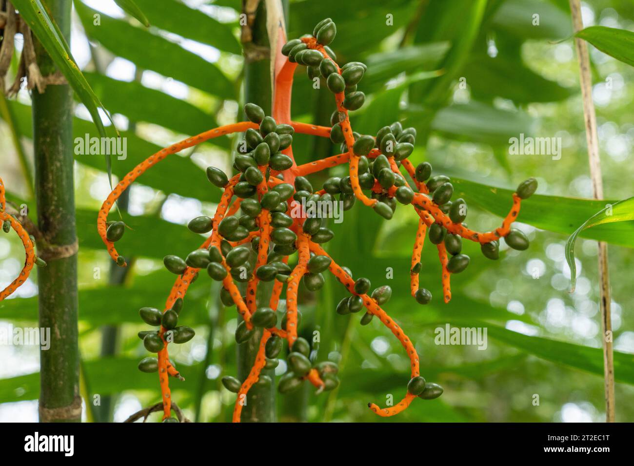 Fruit of the Pacaya Palm, Chamaedorea tepejilote, in Yaxha-Nakun ...