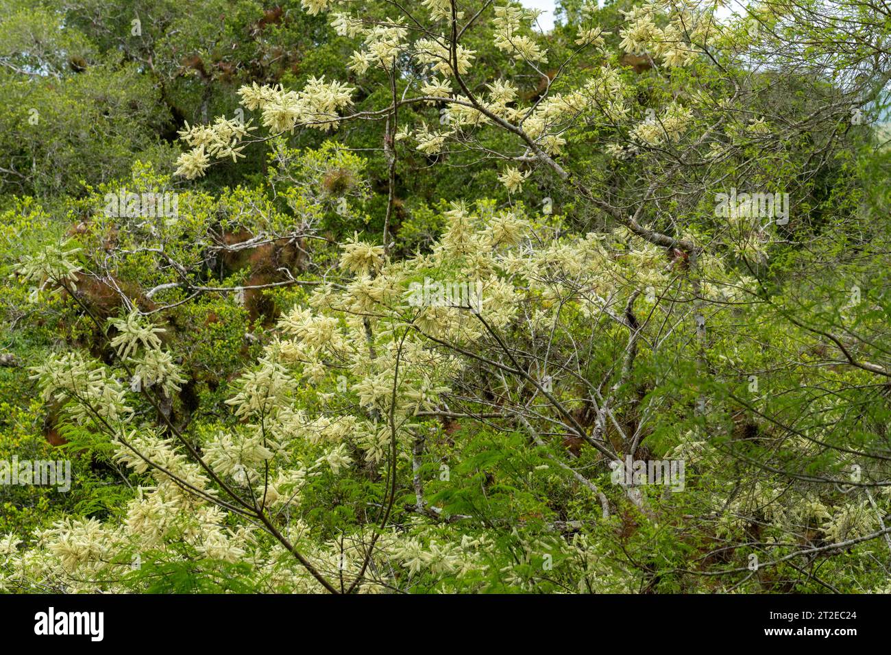 An Acacia tree, Genus Mariosousa, in flower in the Yaxha-Nakun-Naranjo ...