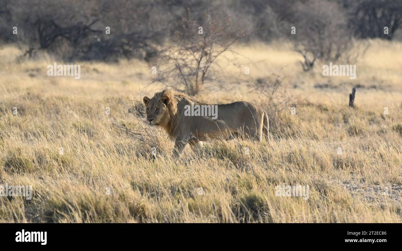 Male lion walking gracefully in the savannah watching the environment ...