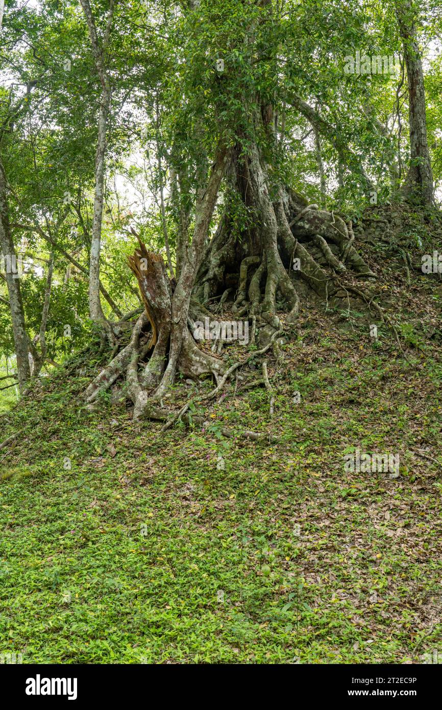 A strangler fig growing on the mound of an unexcavated ruin in the ...