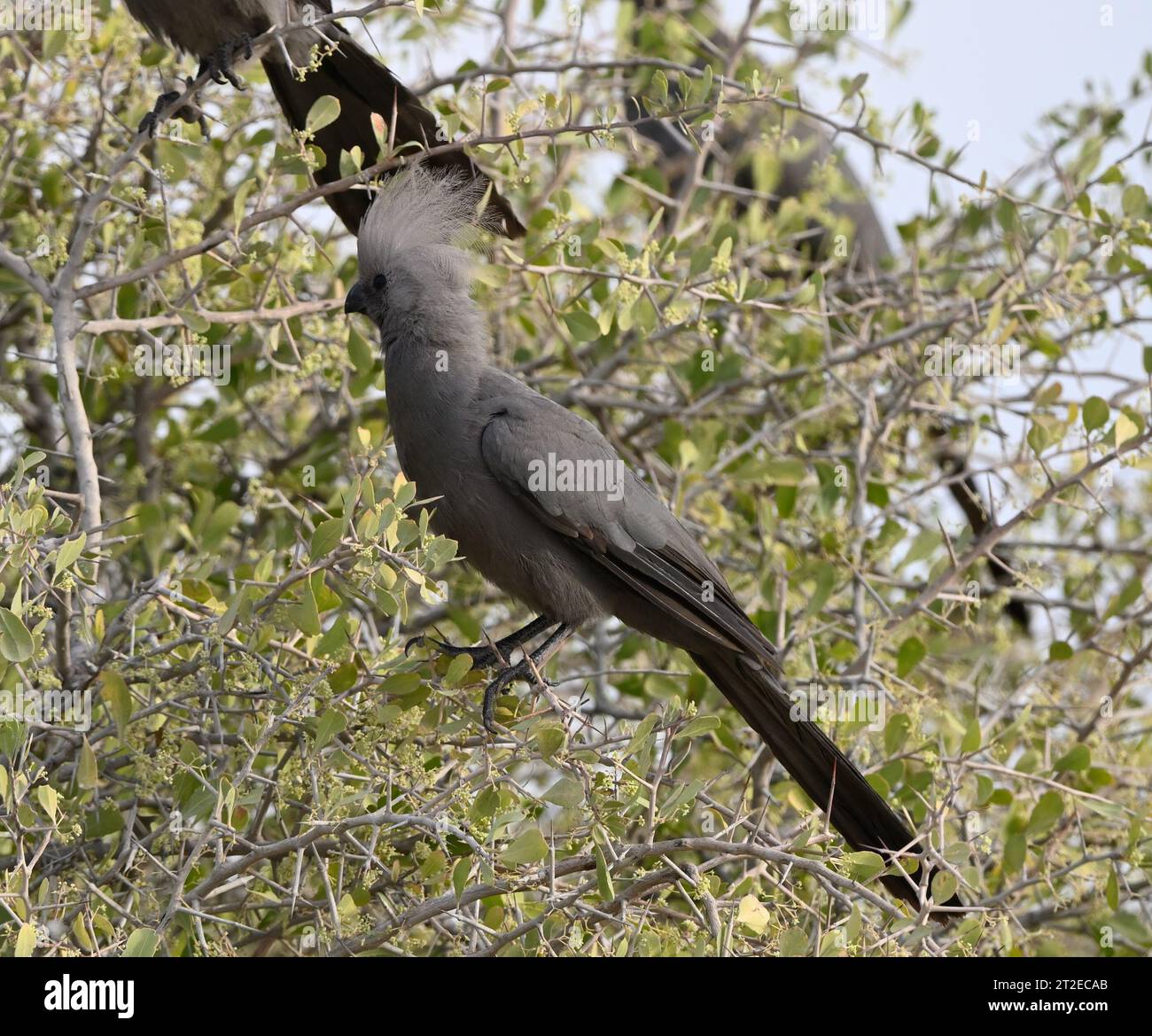 Grey turaco (Graulärmvogel) in a acacia tree in the Etosha park ...