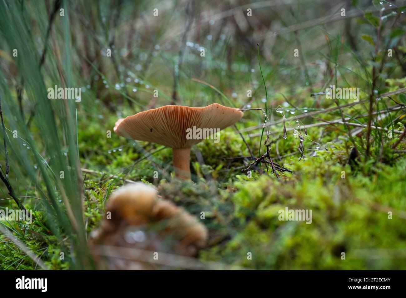 In autumn mushrooms sprout from the forest floor of nature Stock Photo ...