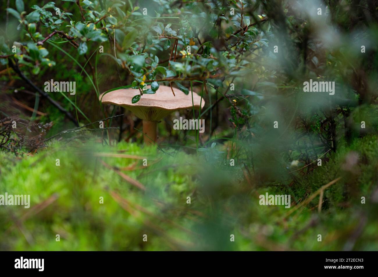 In autumn mushrooms sprout from the forest floor of nature Stock Photo ...