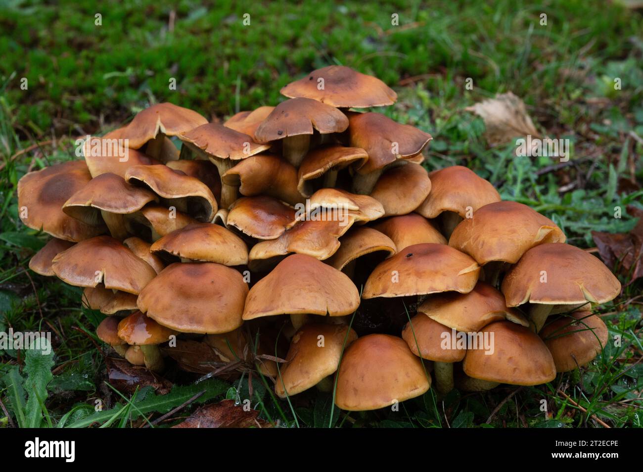 In autumn mushrooms sprout from the forest floor of nature Stock Photo ...