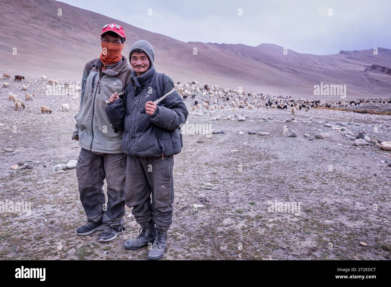 Changpa nomads with Pashmina goats, Ladakh, India Stock Photo - Alamy