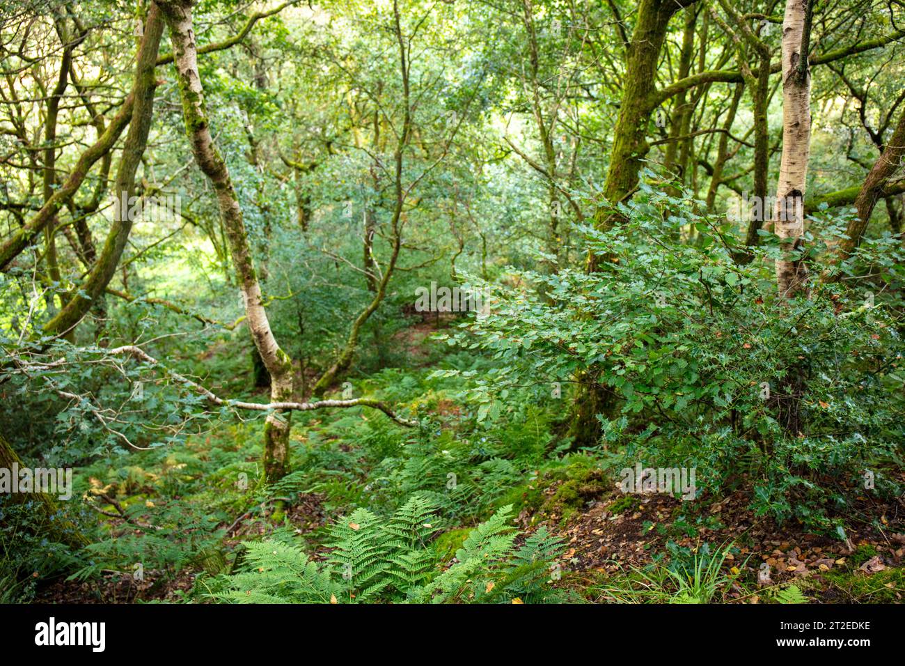 Fresh green forest. Landscape of a wooded area in Yorkshire Stock Photo ...