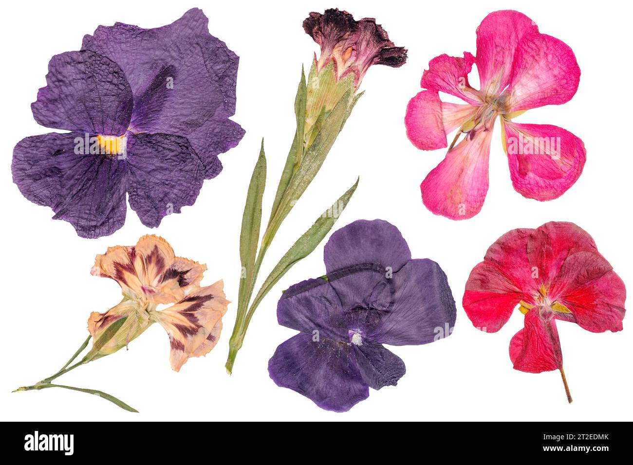 Set of dried flowers. Carnation buds, geraniums, pansies. Dry the plant ...