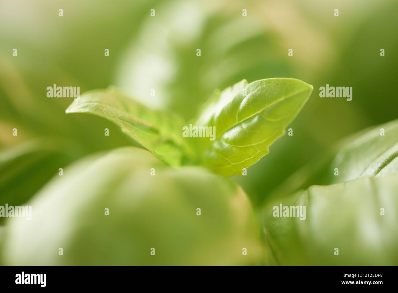 Green, leaves and plant zoom with landscape and environment in nature ...