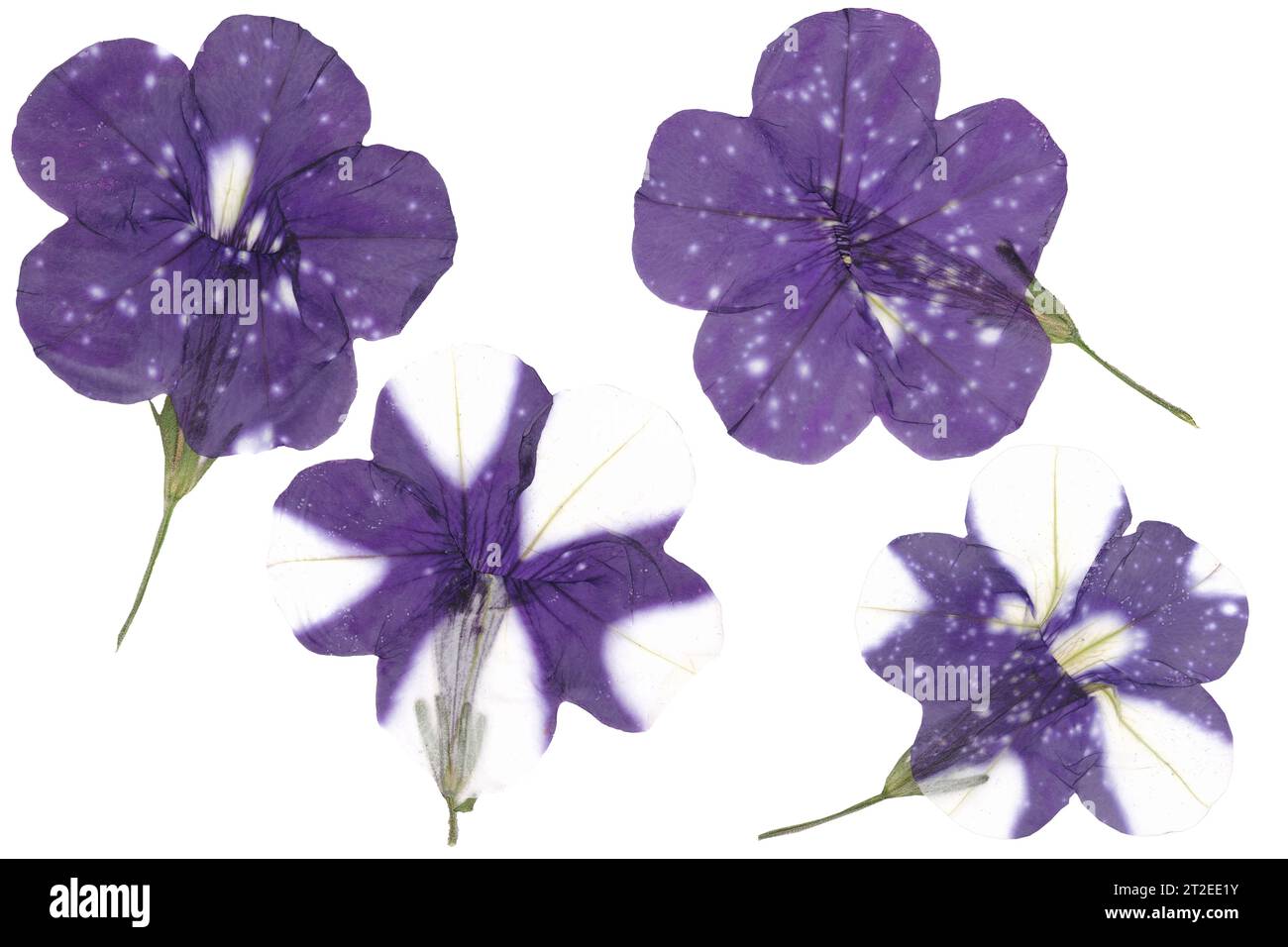 Set of dried Petunia flowers isolated on white background. Dry the bud ...