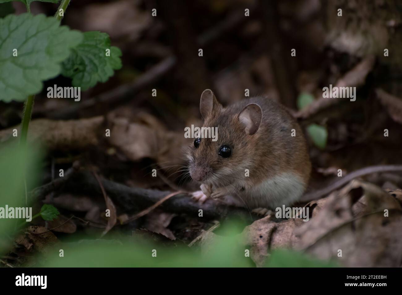A little mouse is sitting on a branch in the forest, Moscow, Russia ...