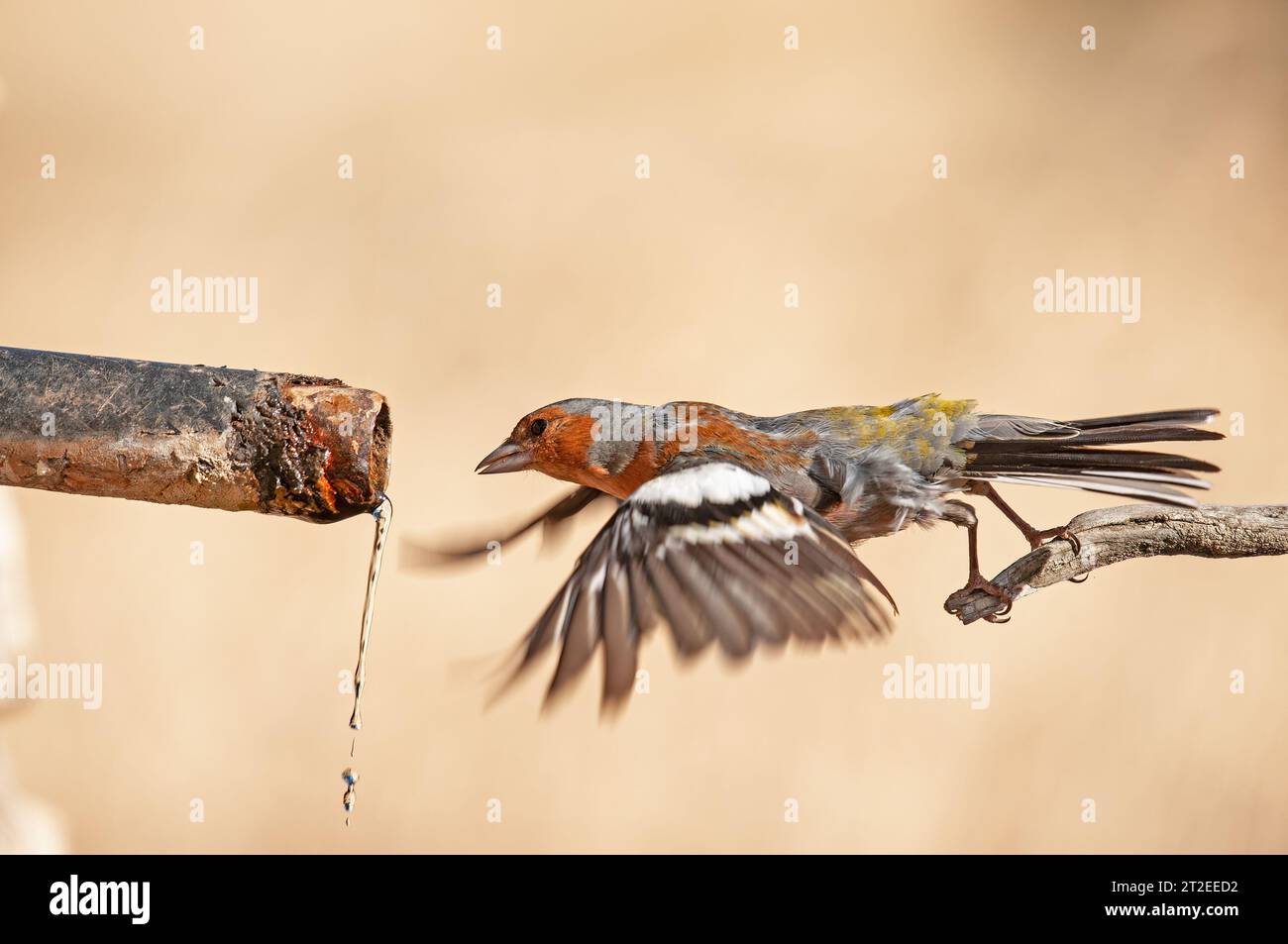 Common Chaffinch (Fringilla coelebs) drinking from a fountain. Bird ...