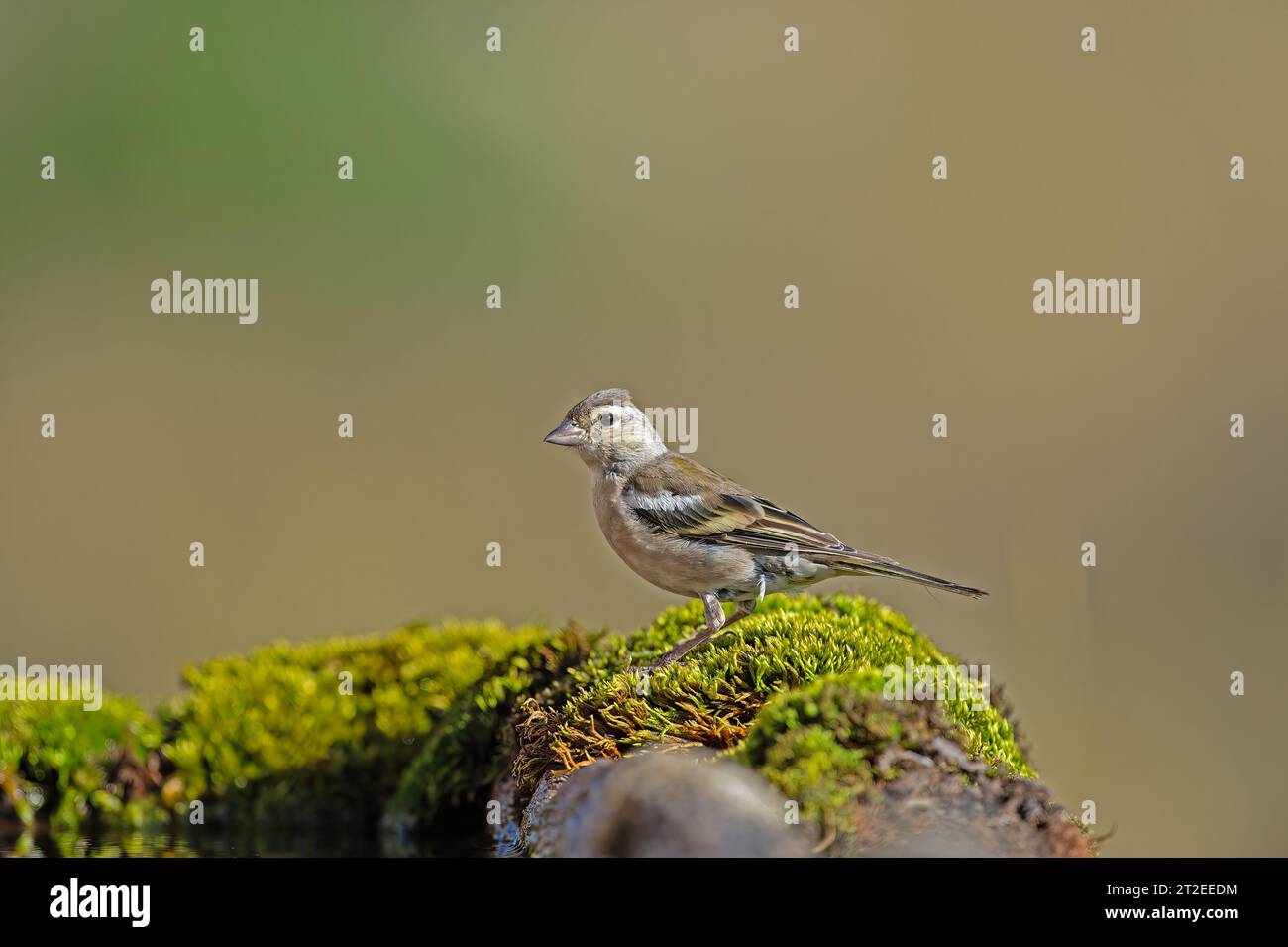 Lichenified stone hi-res stock photography and images - Alamy