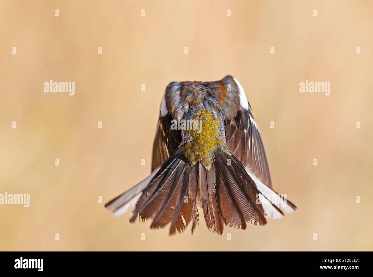 Flying Finch (Fringilla coelebs). Flying Tail and dorsal detail Stock ...