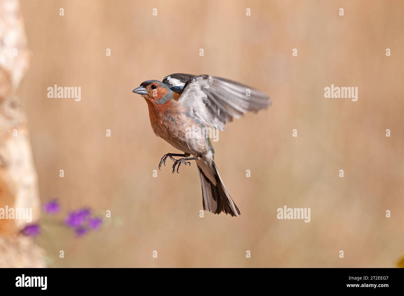 Common Chaffinch (Fringilla coelebs) flying with wings spread. Little ...