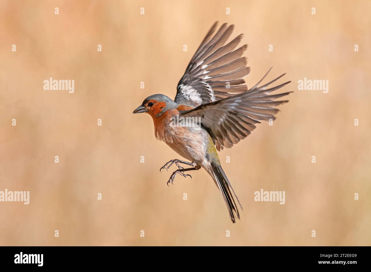 Common Chaffinch (Fringilla coelebs) flying with wings spread. Little ...
