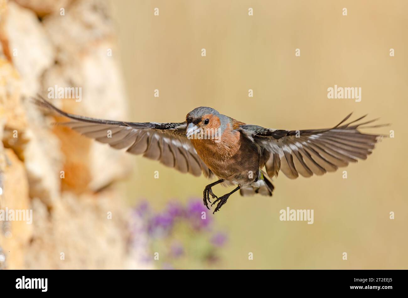 Common Chaffinch (Fringilla coelebs) flying with wings spread. Little ...