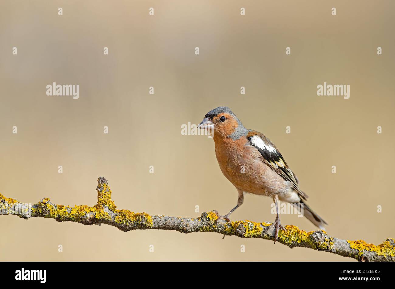 Female common chaffinch fringilla hi-res stock photography and images ...