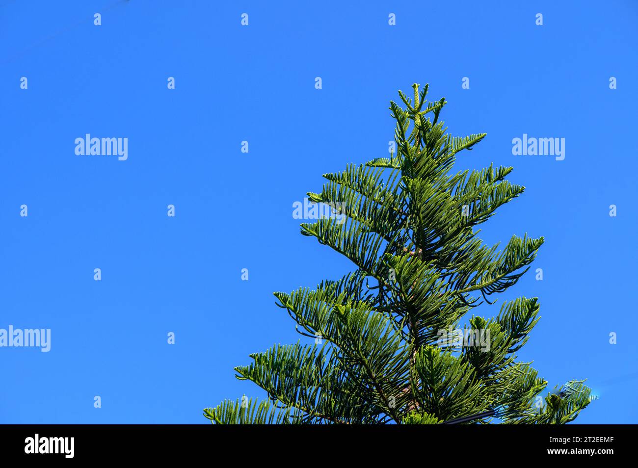 beautiful cypress tree against the blue sky Stock Photo - Alamy
