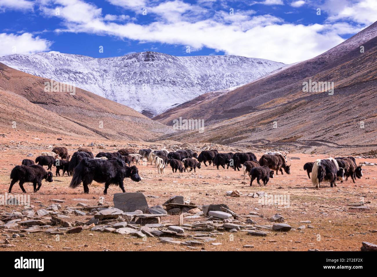 A large flock of domestic yaks, Ladakh, India Stock Photo - Alamy