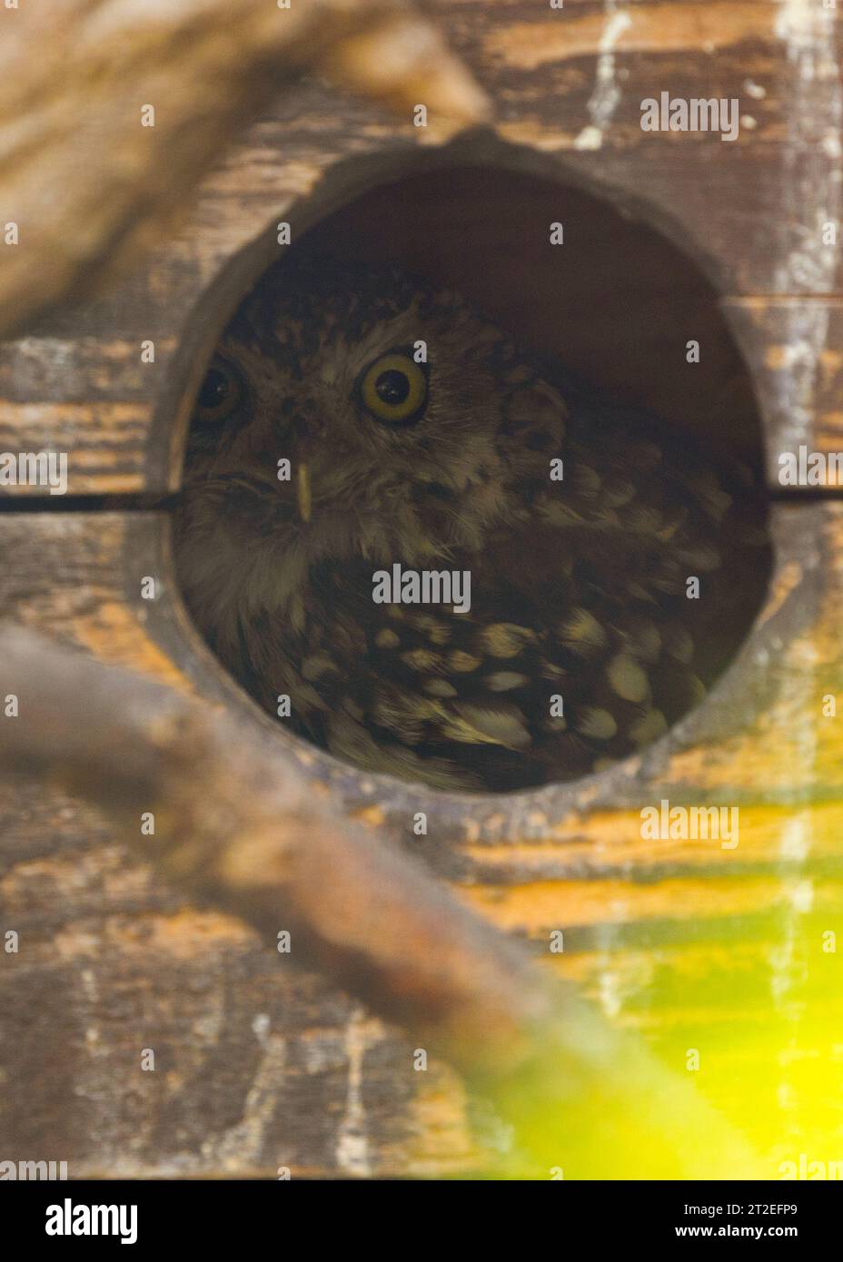 Small reptiles insects hi-res stock photography and images - Alamy