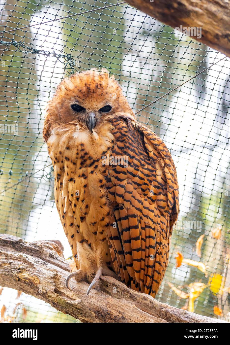 Pels fishing owl hi-res stock photography and images - Alamy