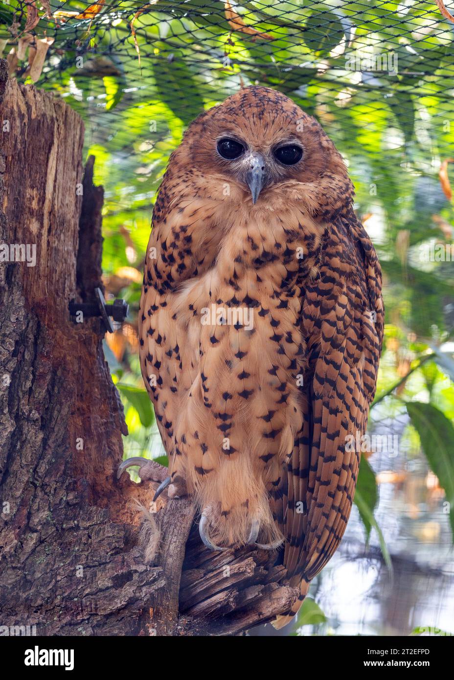 Pels fishing owl hi-res stock photography and images - Alamy