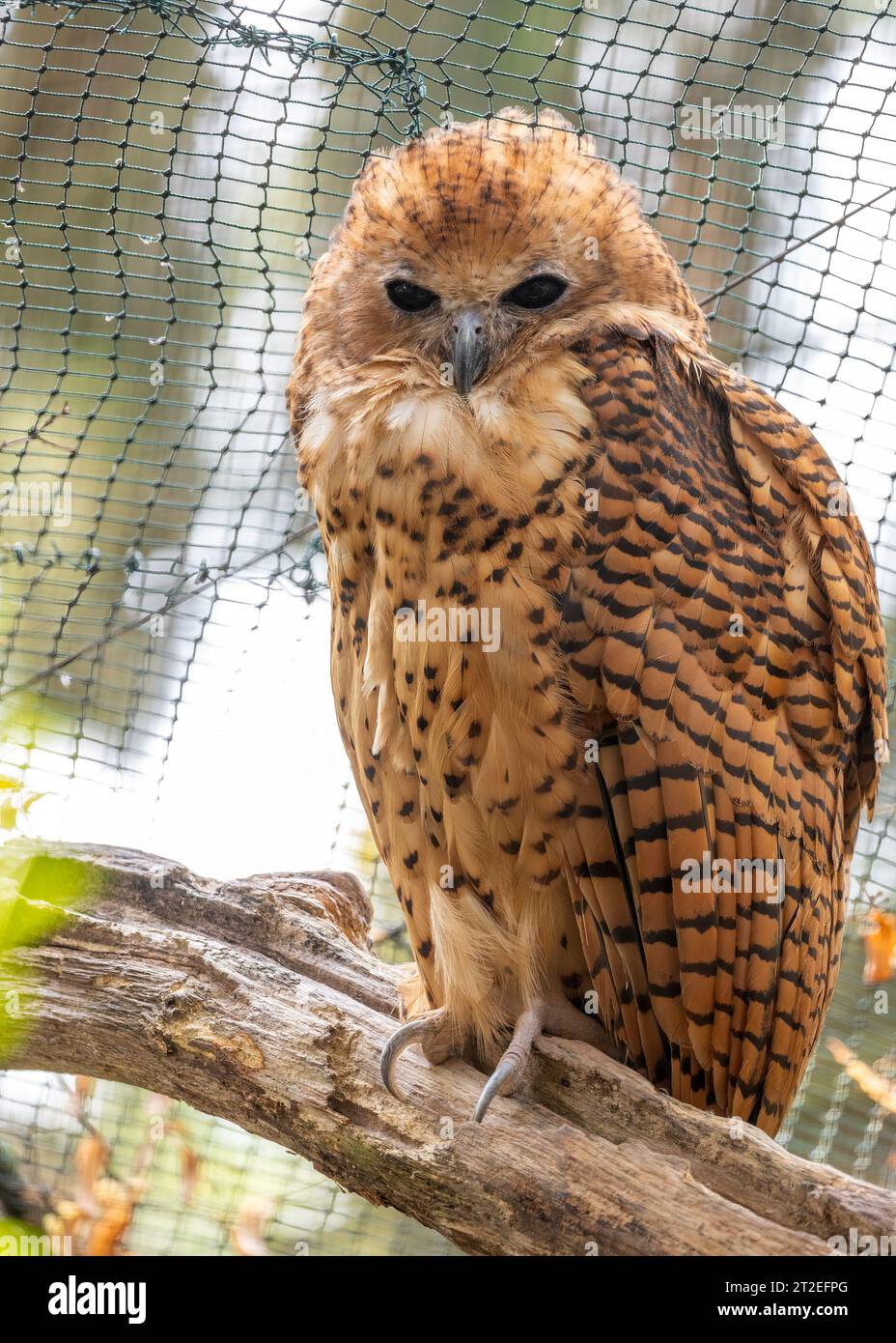 Pels fishing owl hi-res stock photography and images - Alamy