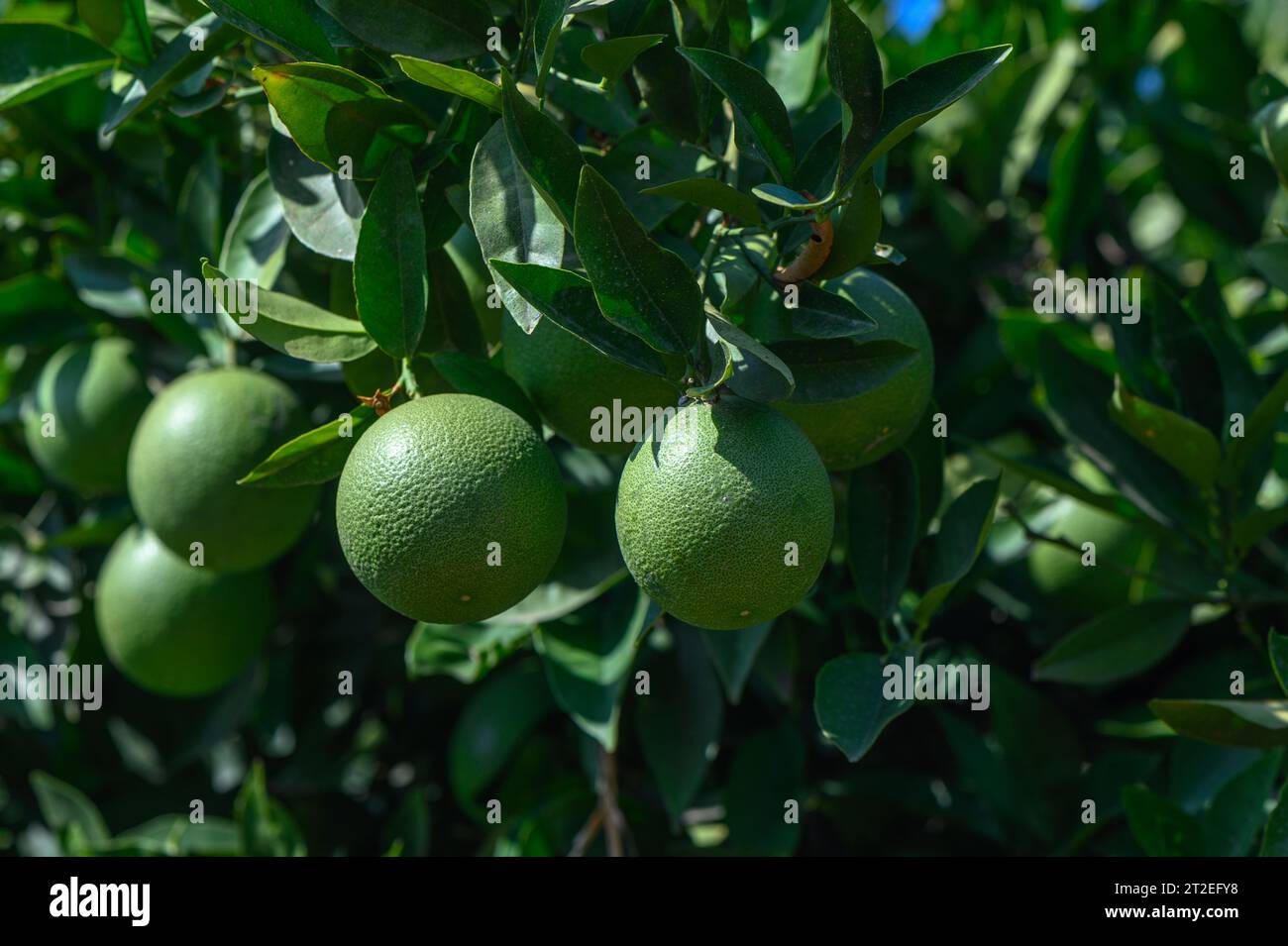 unripe oranges on the tree 8 Stock Photo - Alamy