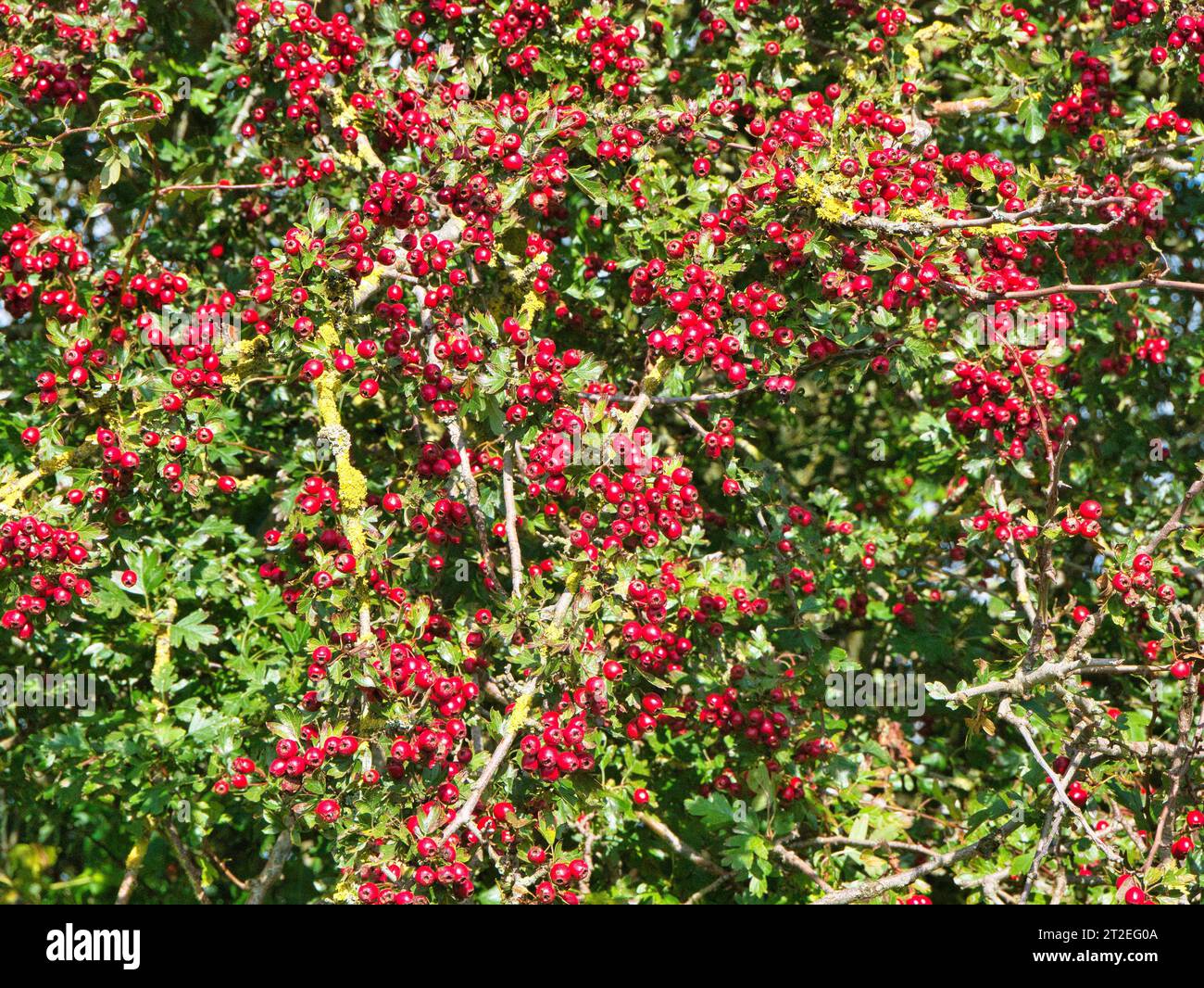 Many wild, red hawthorn berries in a hedgerow in Derbyshire, England ...