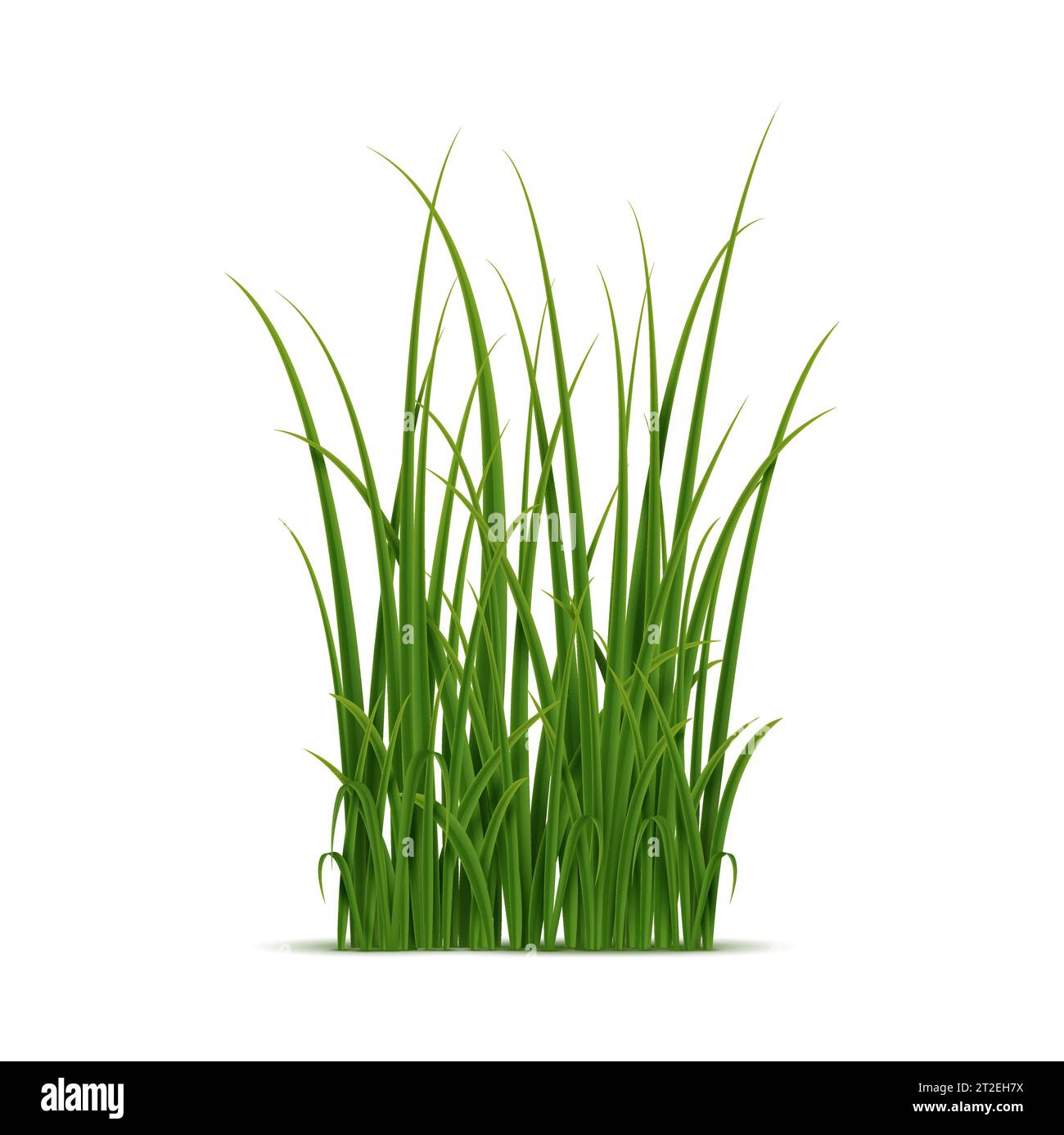 Realistic Green Grass Cluster Isolated On White Background 3d Vector Detailed Blades With