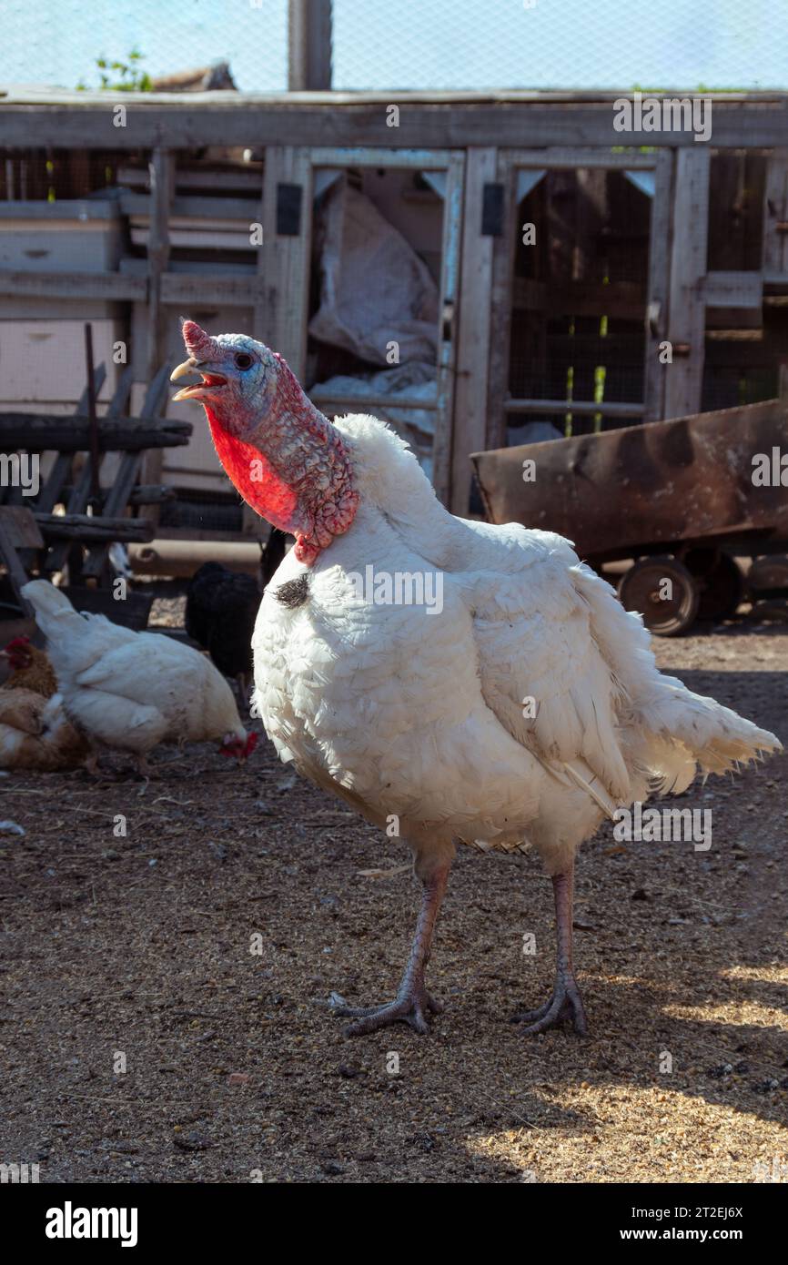 A white turkey bird in the backyard of farm. A beautiful important bird ...
