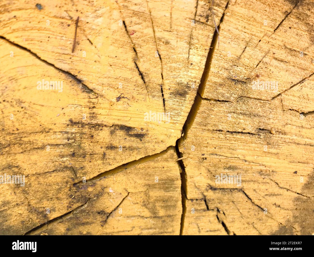 The texture of the wooden sawn log round in the section of the natural ...