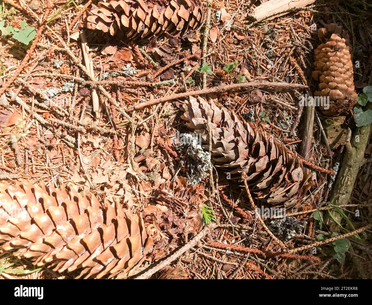 The earth, spruce natural brown pine cones and casting molds and copy ...