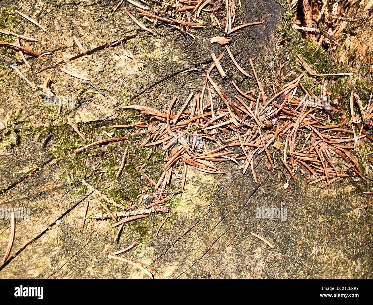 The earth, spruce natural brown pine cones and casting molds and copy ...
