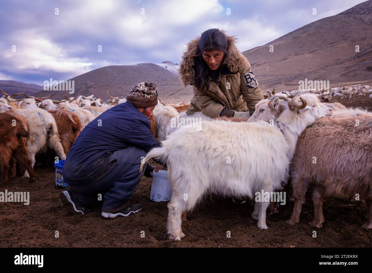 Changthangi or Changpa goats are being milked by Changpa nomads, Ladakh ...