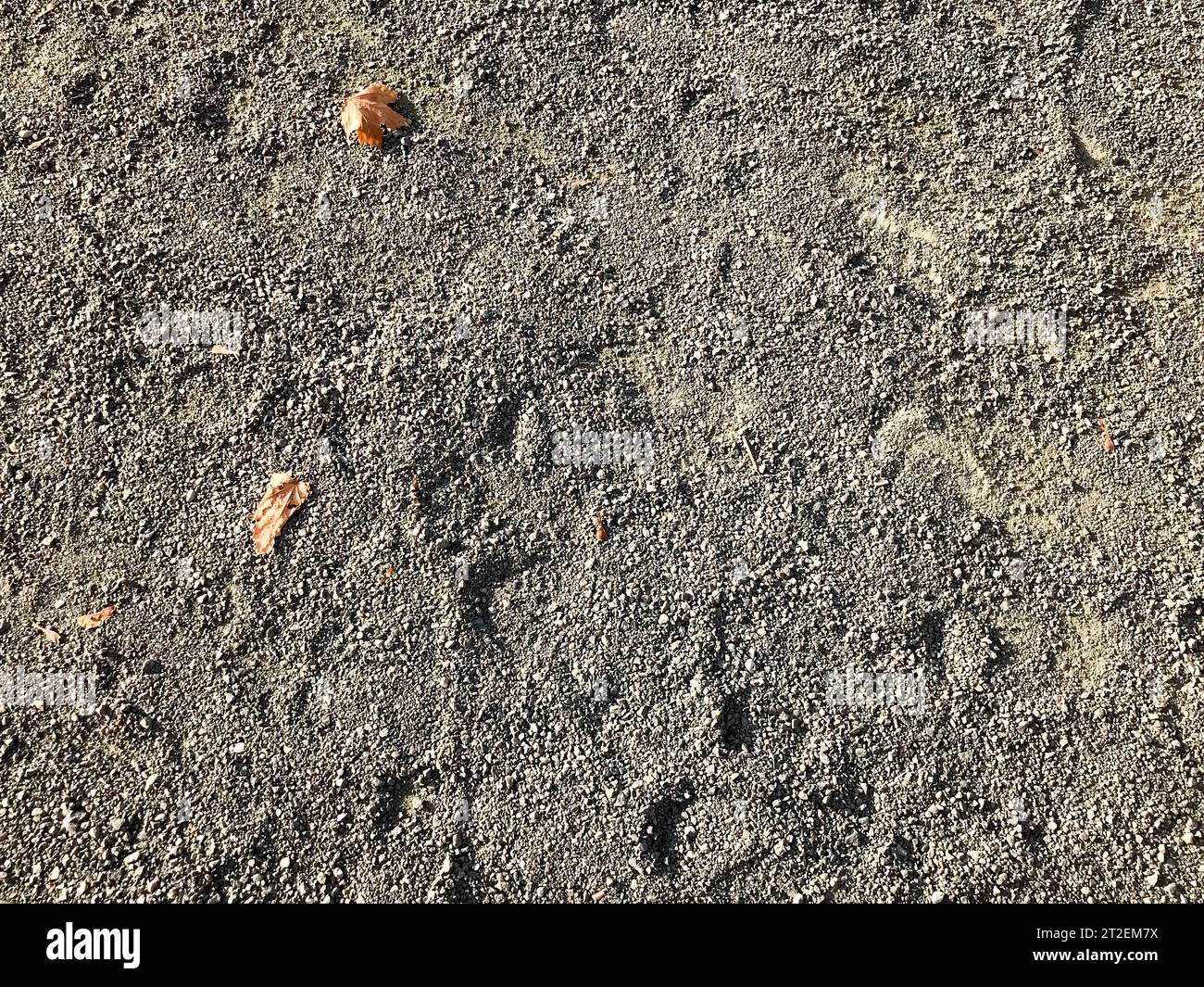 Texture of gray dry earth; sand with large pebbles. The background ...